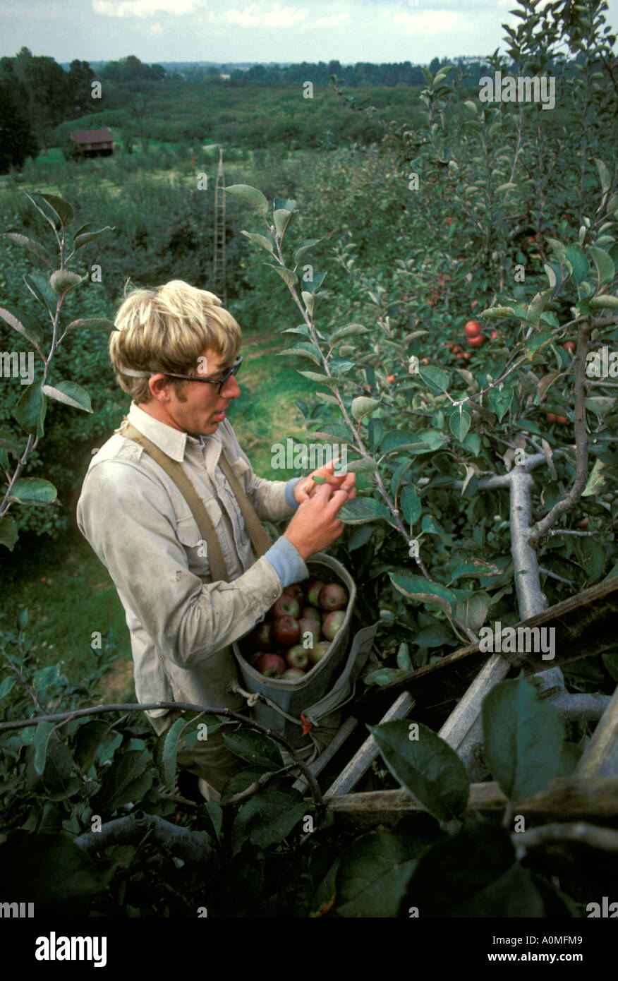 1 one man male apple orchard picking fresh fruit blue sky Lancaster PA ...