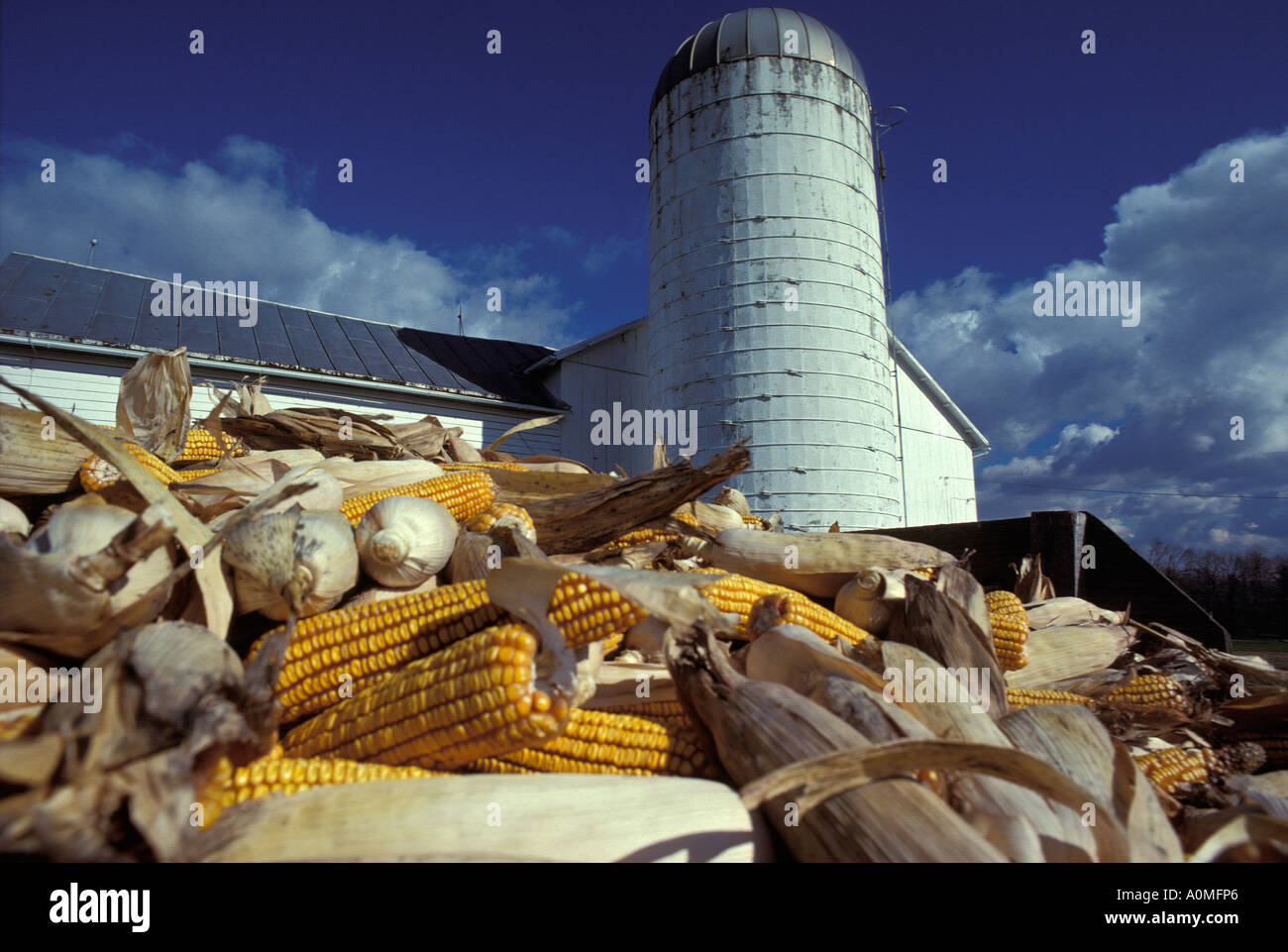 Farmer feeding cattle corn hi-res stock photography and images - Alamy