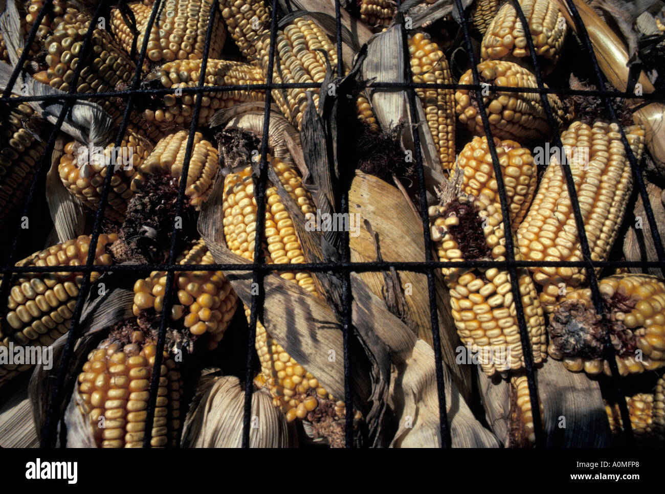 feed silo yellow corn Stock Photo - Alamy