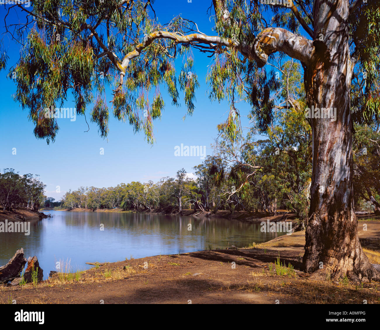Gum tree by the Murray River in Hattah Kulkyne National Park Victoria ...