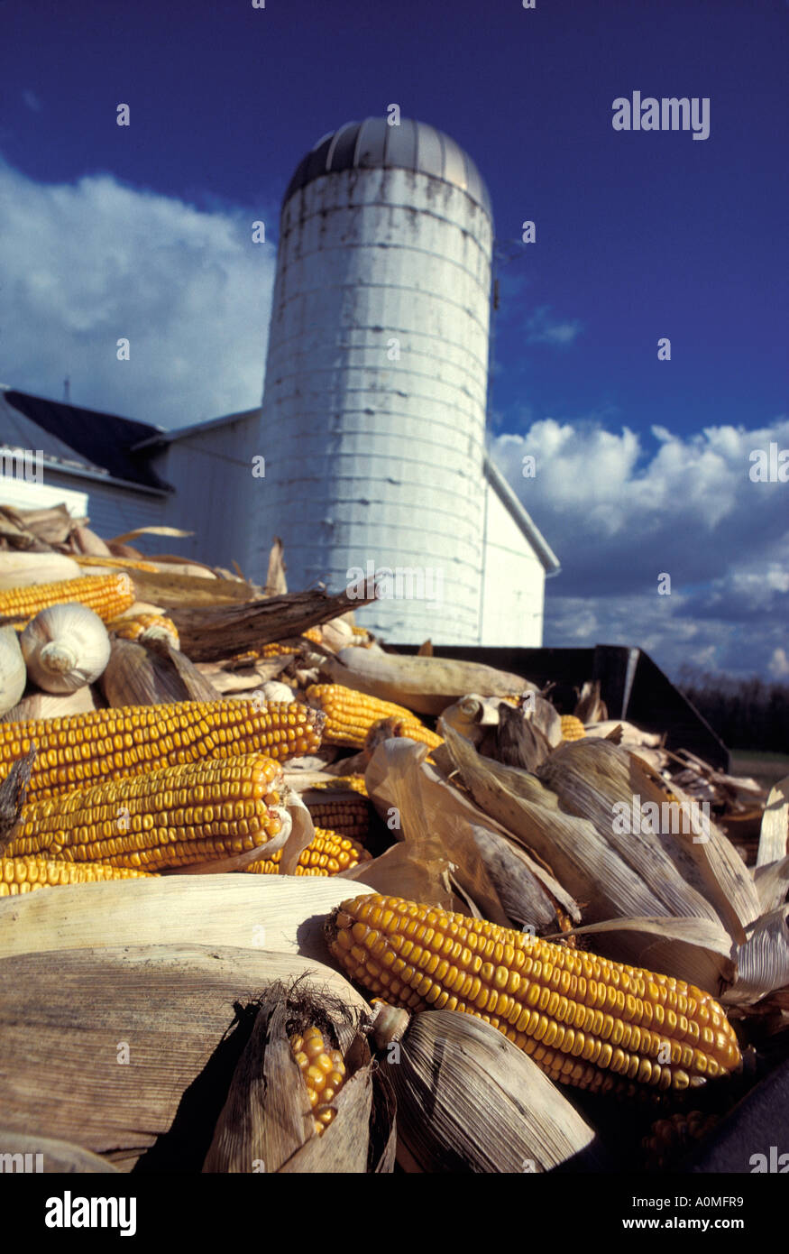farm scene Lancaster PA Pennsylvania blue sky silo yellow feed corn ...