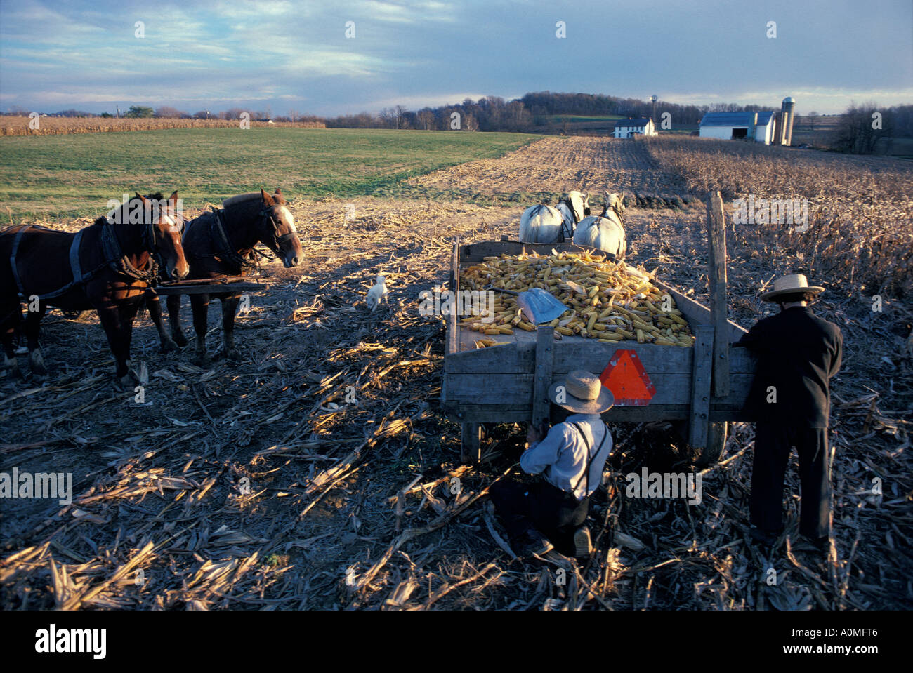 amish farmers draft horse plow plowing corn field harvest Stock Photo ...