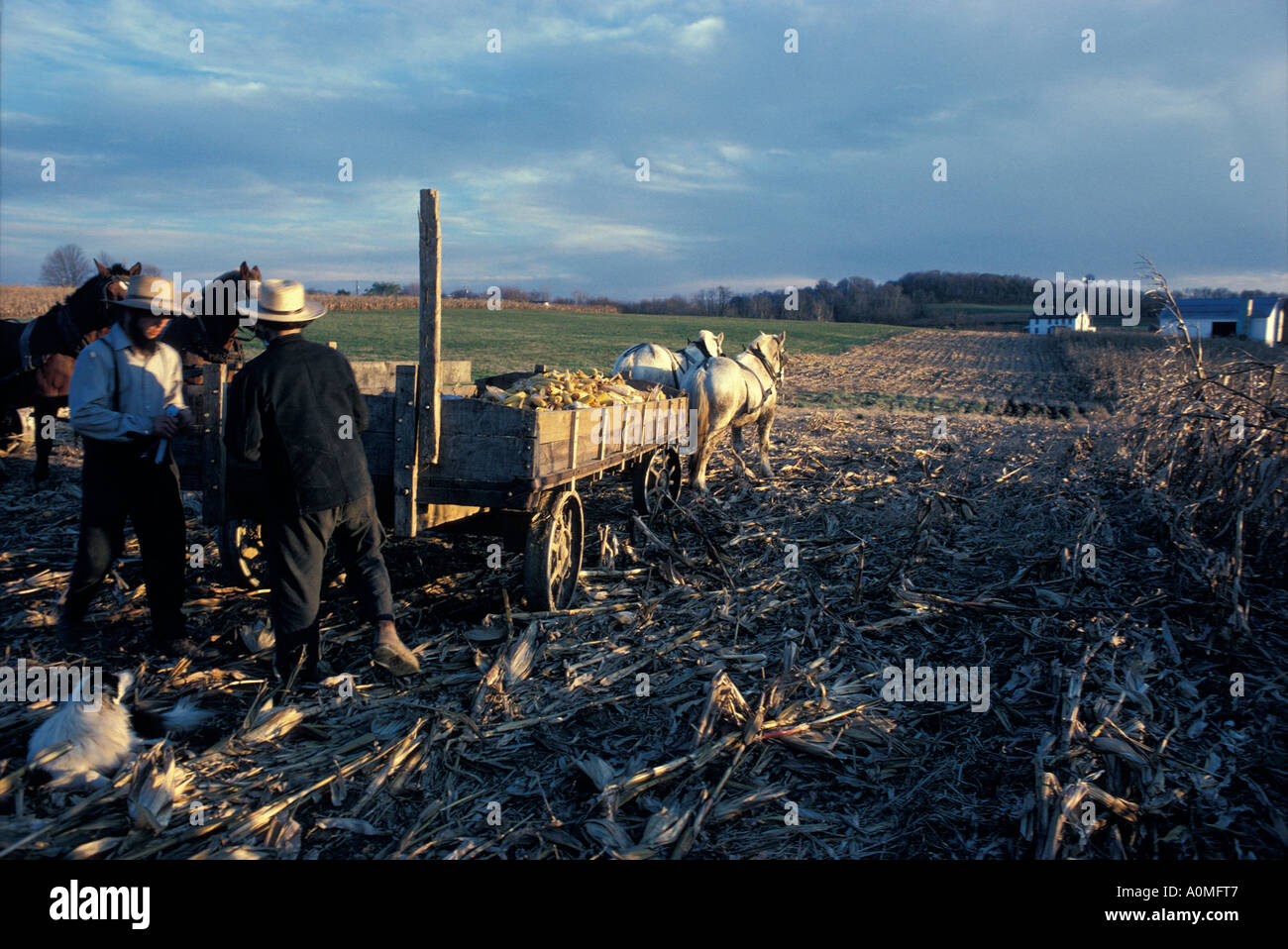 2 two amish farmers corn harvest wagon draft horses draft horse plow ...