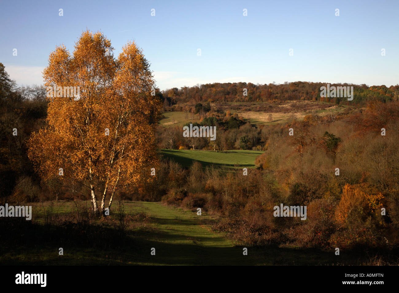 Silver Birch Headley Heath Surrey England Stock Photo - Alamy
