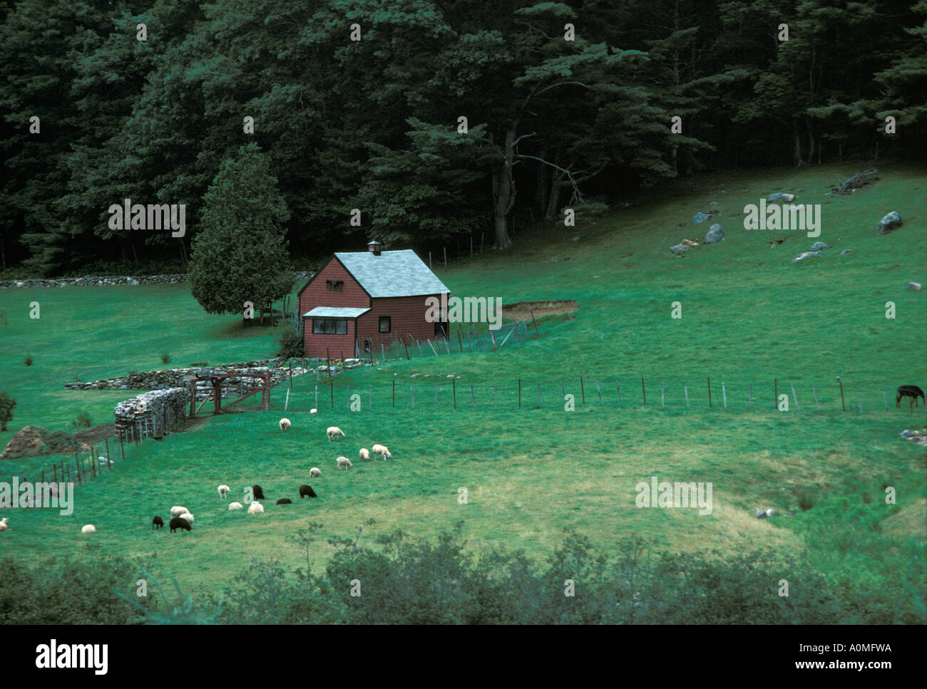 idyllic hillside farm sheep graze grazing green pasture landscape Maine ...