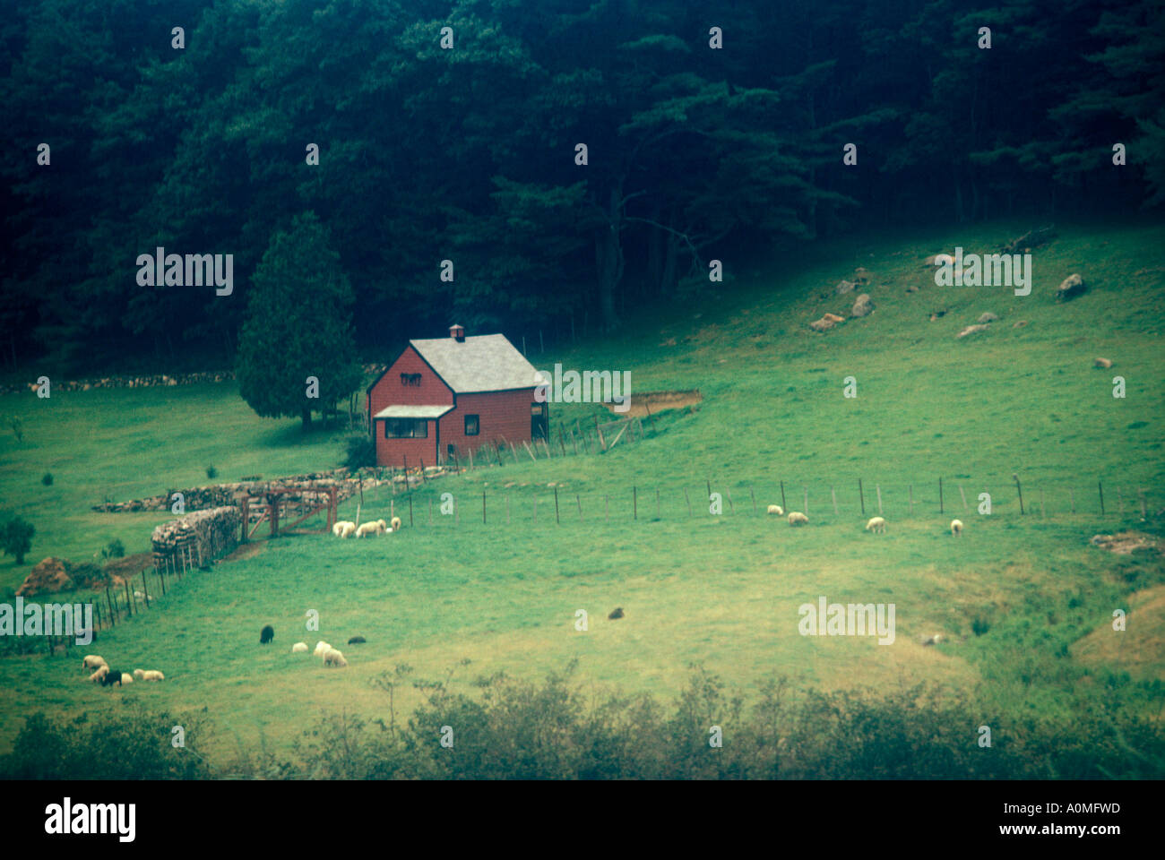 idyllic hillside farm sheep graze grazing green pasture landscape Maine ...