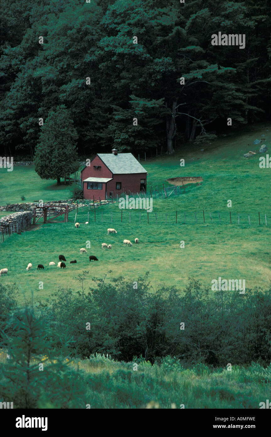 idyllic hillside farm sheep graze grazing green pasture landscape Maine ...