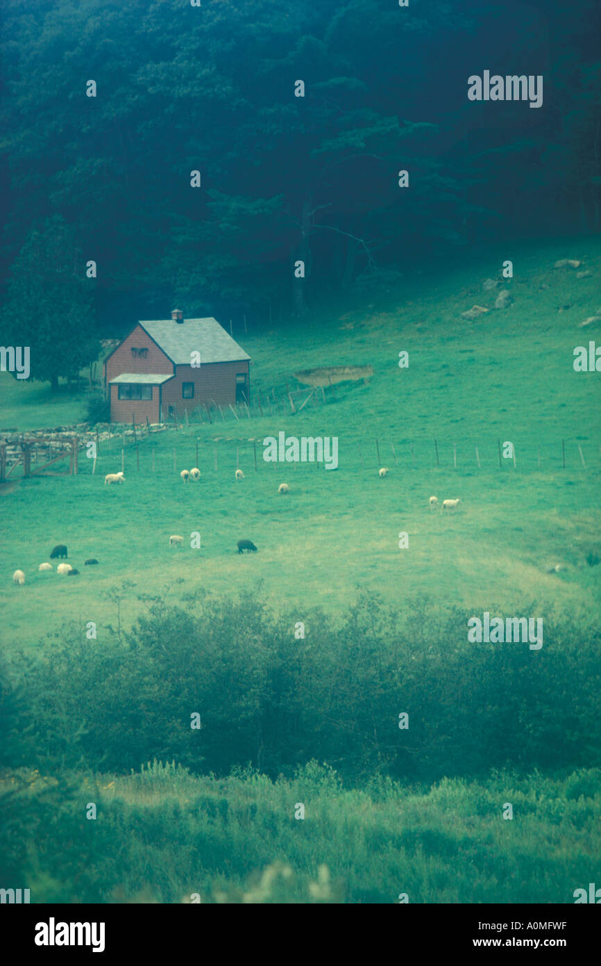 idyllic hillside farm sheep graze grazing green pasture landscape Maine ...