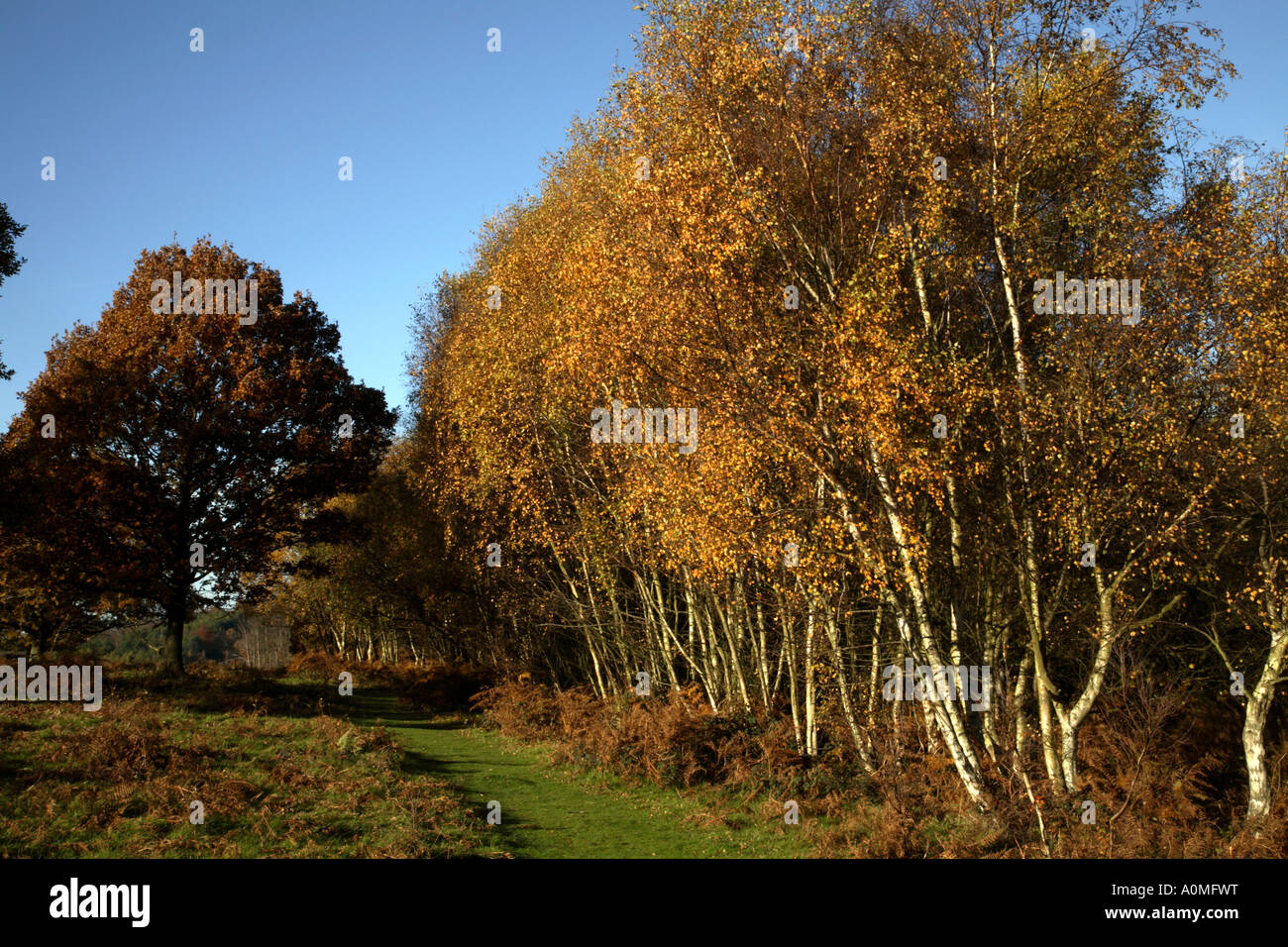 Silver BIrch Trees Headley Heath Surrey England Stock Photo - Alamy