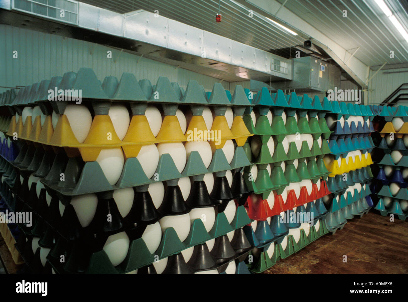 egg production egg processing warehouse factory color colorful ...
