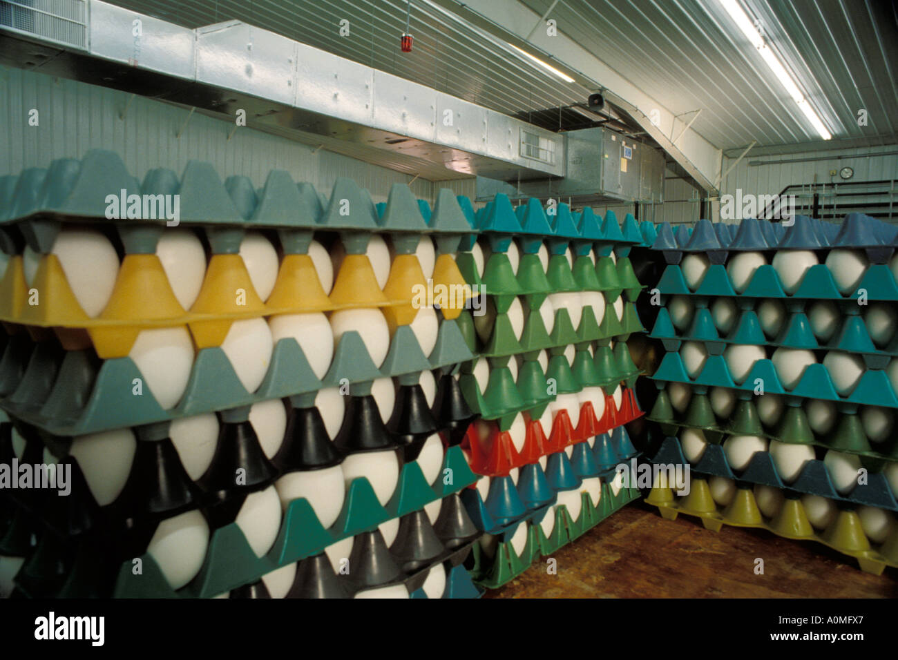 egg processing warehouse factory color colorful colourful cartons Stock ...