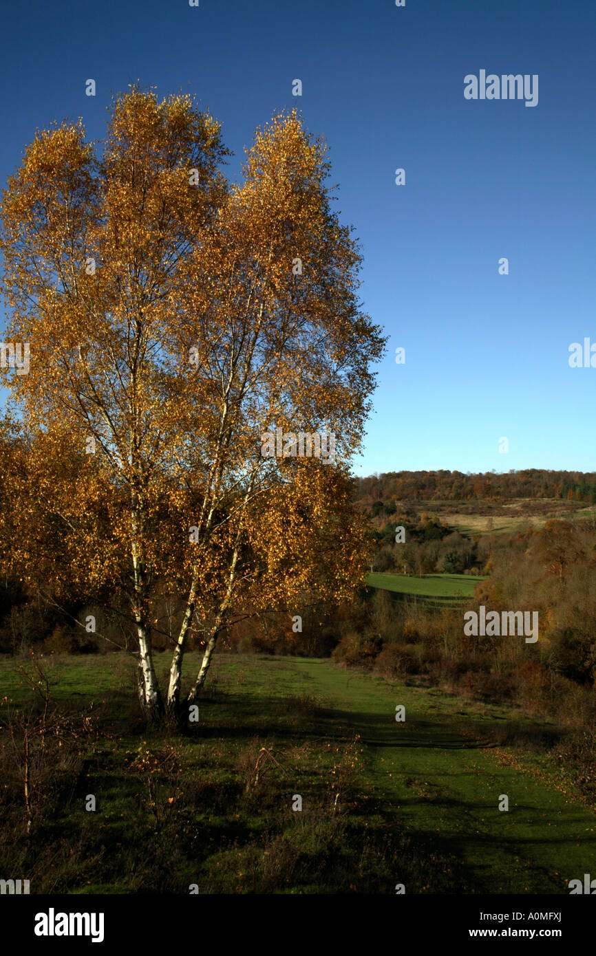 Silver BIrch Tree Headley Heath Surrey England Stock Photo - Alamy