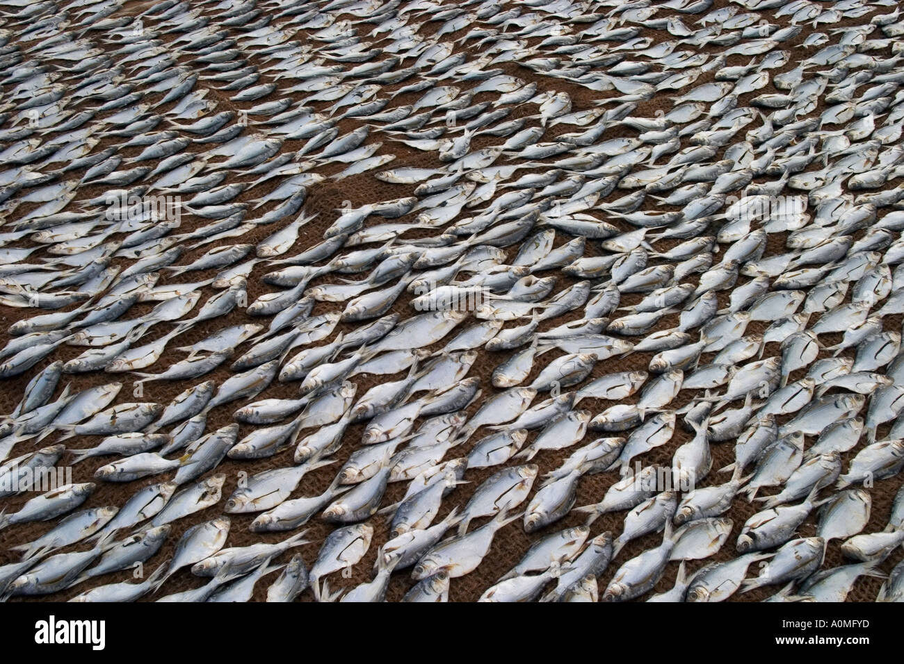 Salted fish laid out to dry. Negombo fish market, Sri Lanka Stock Photo ...