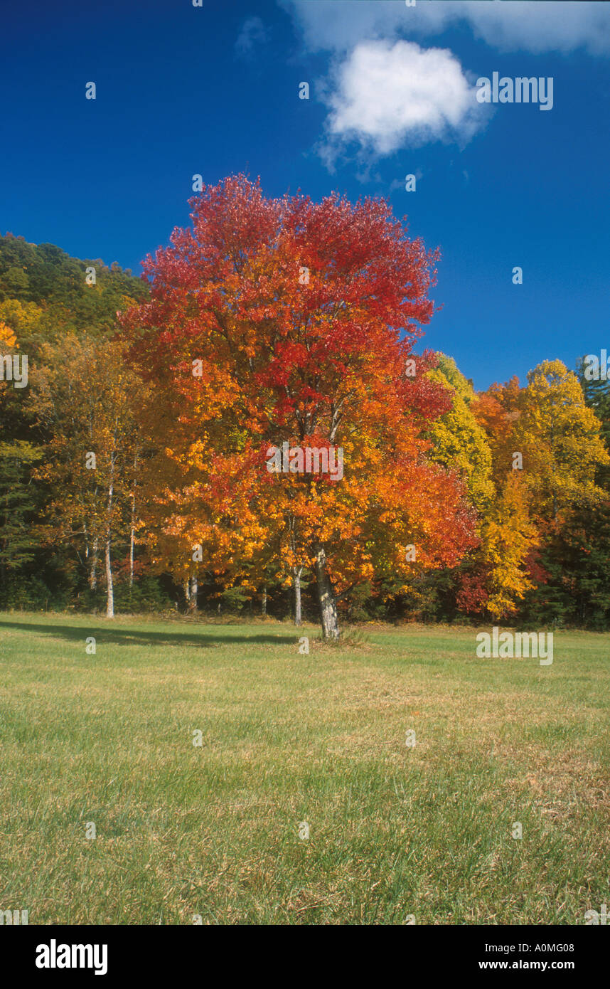 Red maple trees hi-res stock photography and images - Alamy