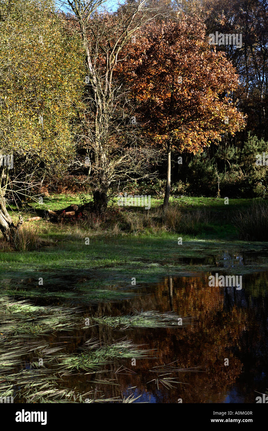 Heath and pond landscape hi-res stock photography and images - Alamy