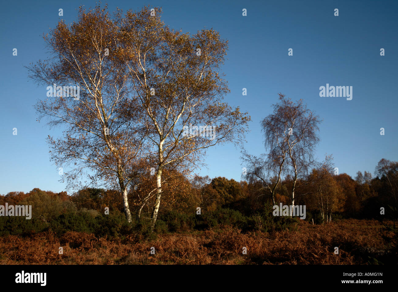 Silver Birch Trees Autumn Landscape Headley Heath Surrey England Stock ...
