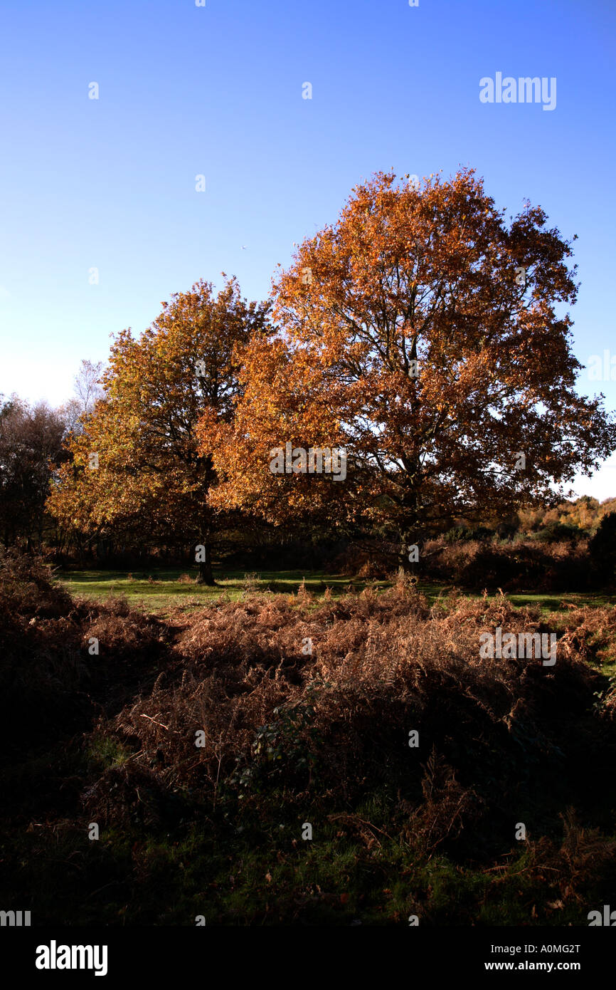 Oak Trees & Ferns Autumn Landscape Headley Heath Surrey England Stock ...
