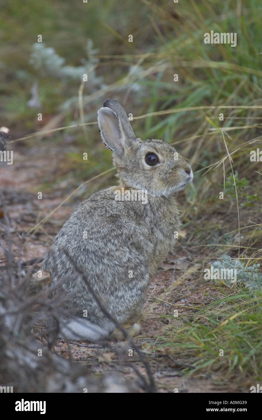 Nuttall cottontail hi-res stock photography and images - Alamy