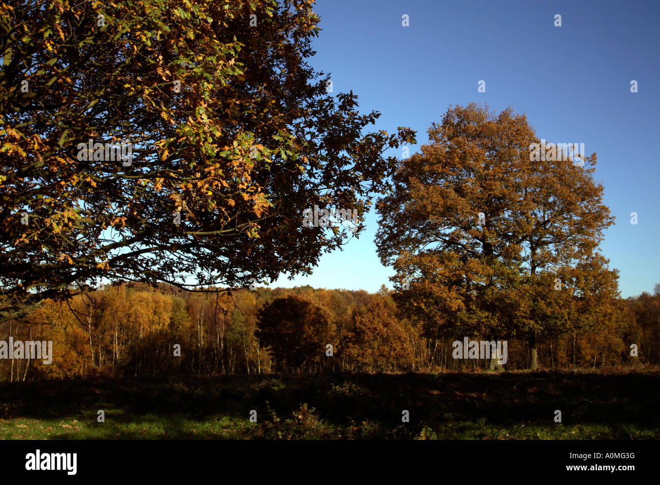 Headley surrey hi-res stock photography and images - Alamy