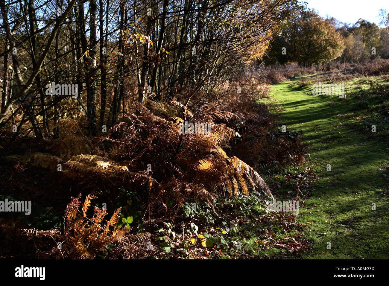 Ferns & Pathway Autumn Landscape Headley Heath Surrey England Stock ...