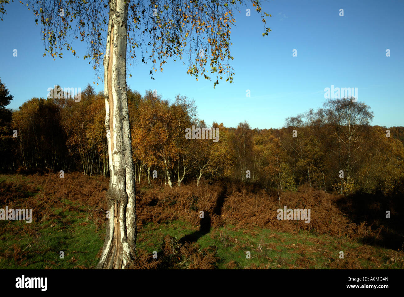 Silver Birch Headley Heath Surrey England Stock Photo - Alamy