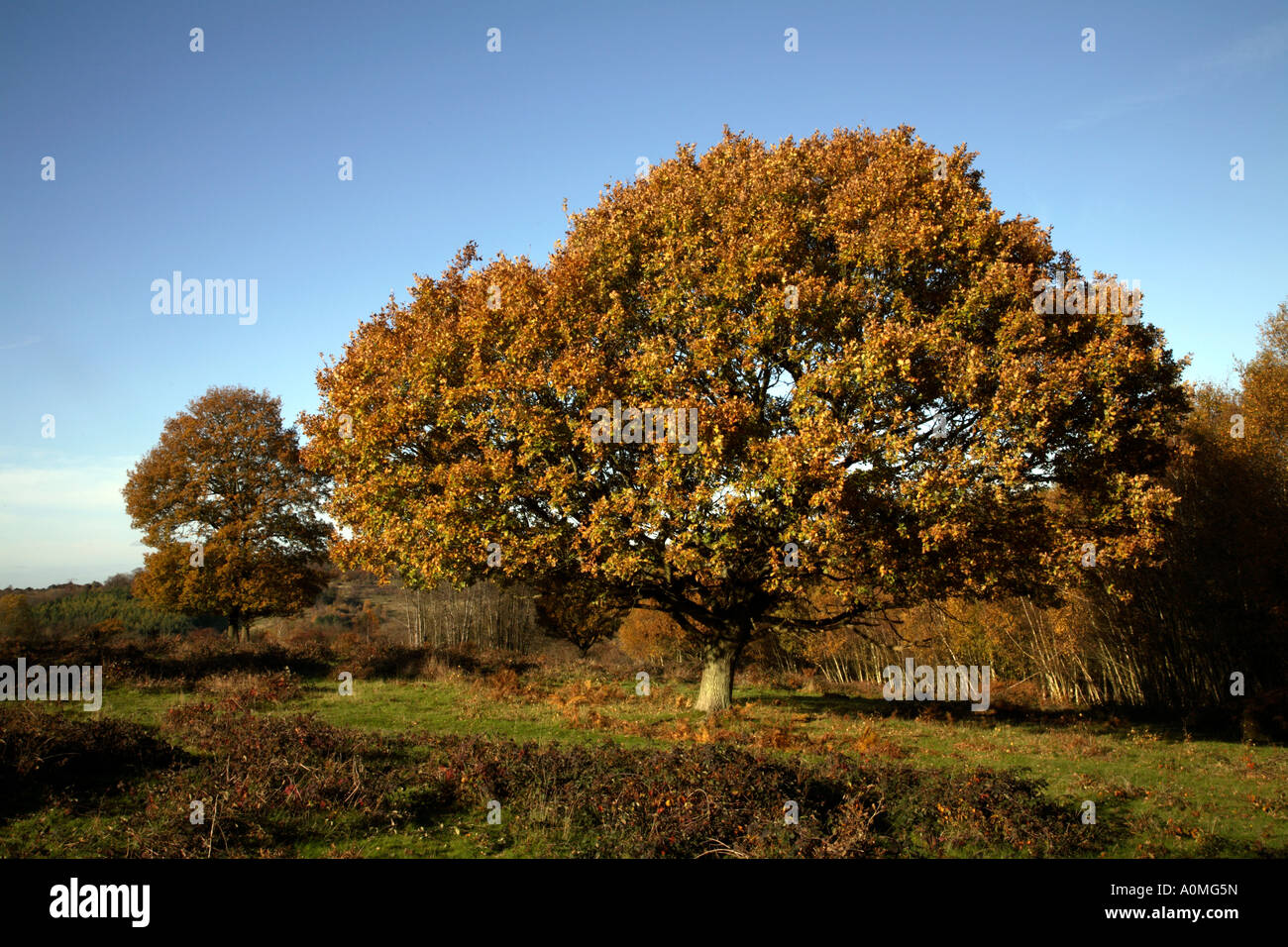 Oak Tree Headley Heath Surrey England Stock Photo - Alamy