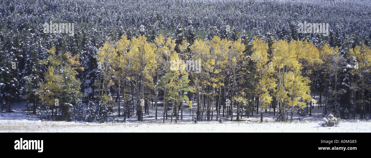 Panoramic view aspen trees hi-res stock photography and images - Alamy