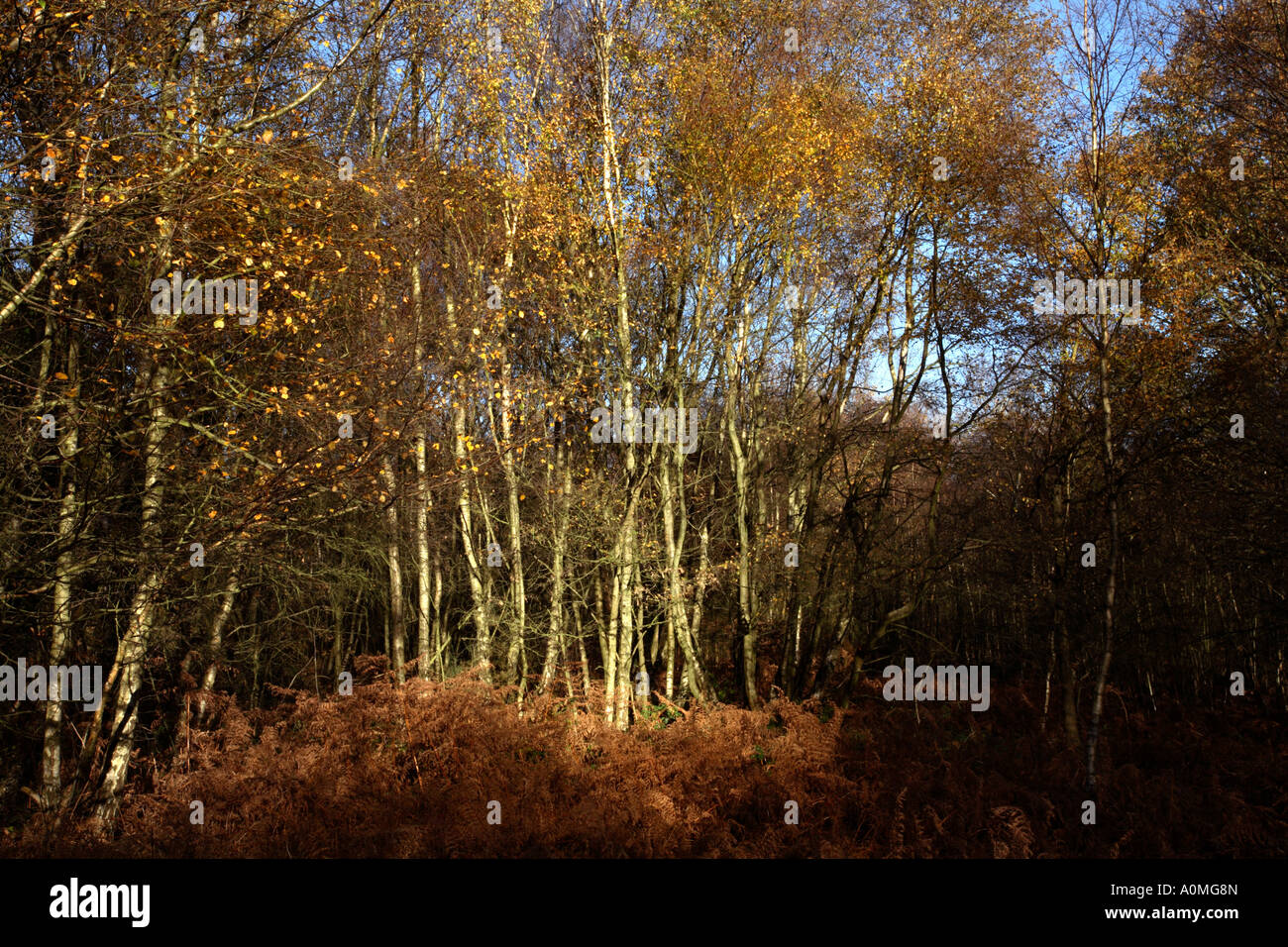 Silver Birch Trees Headley Heath Surrey England Stock Photo - Alamy