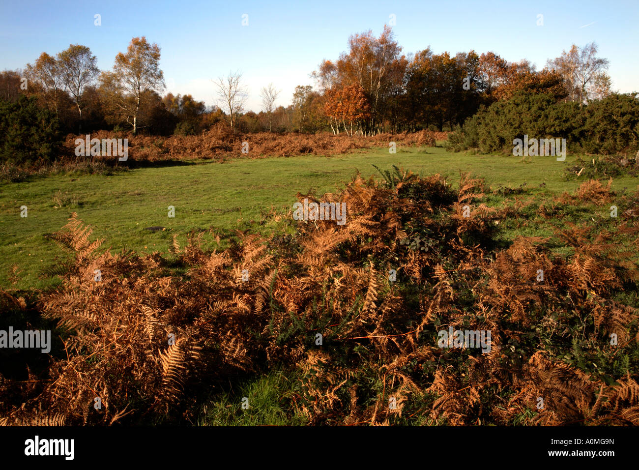 Autumn Landscape Headley Heath Surrey England Stock Photo - Alamy