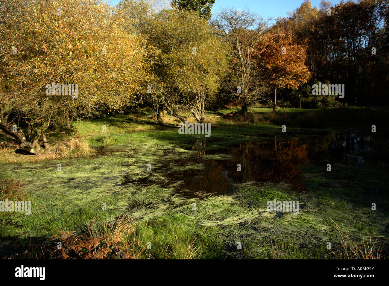 Autumn Landscape Headley Heath Surrey England Stock Photo - Alamy