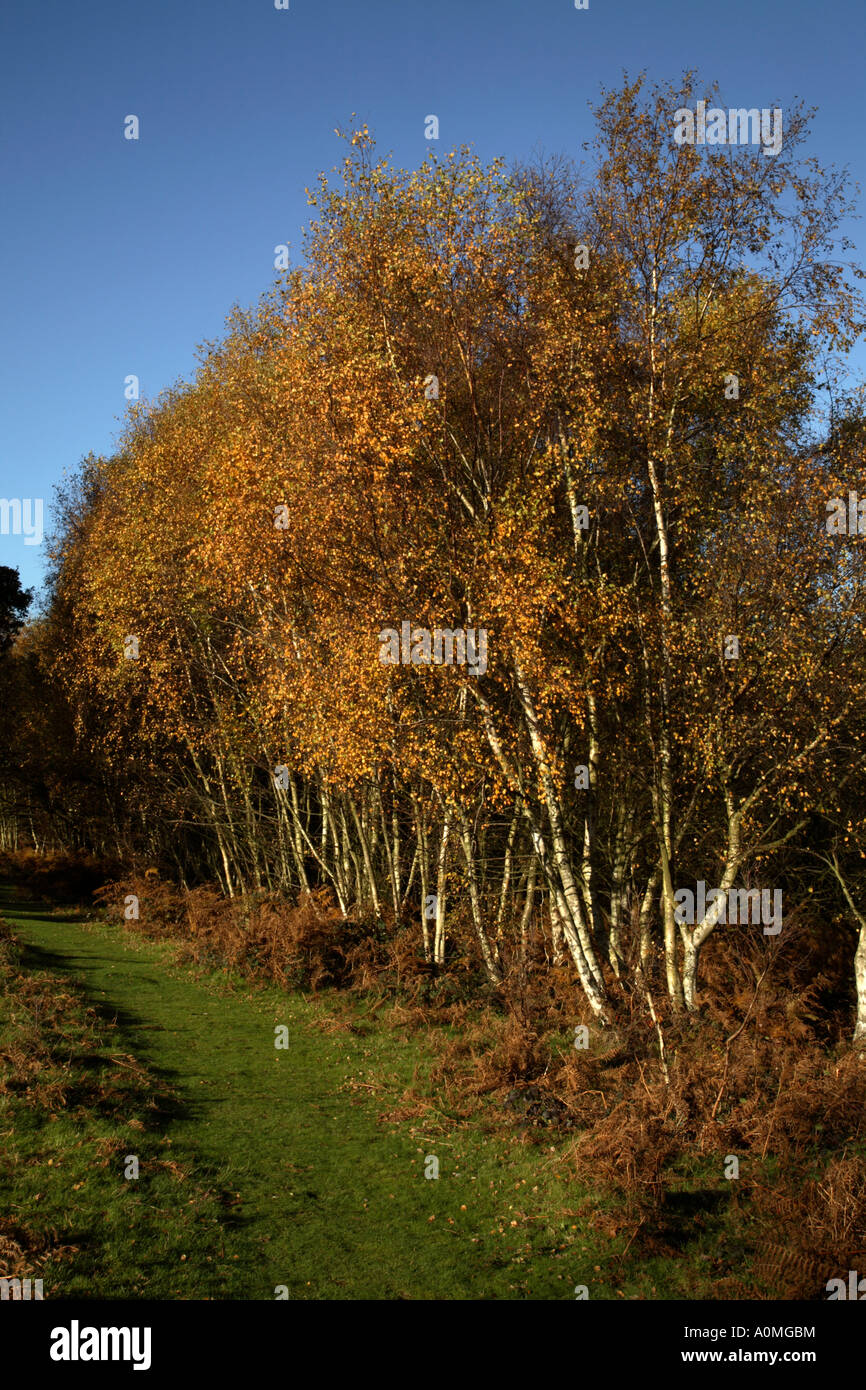 Silver Birch Trees Headley Heath Surrey England Stock Photo - Alamy