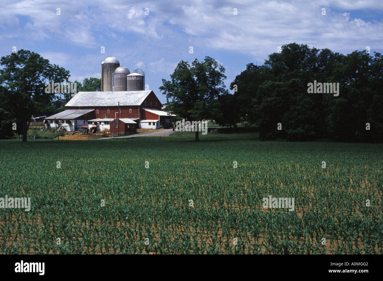idyllic farm house barn silo landscape corn field meadow blue sky white ...