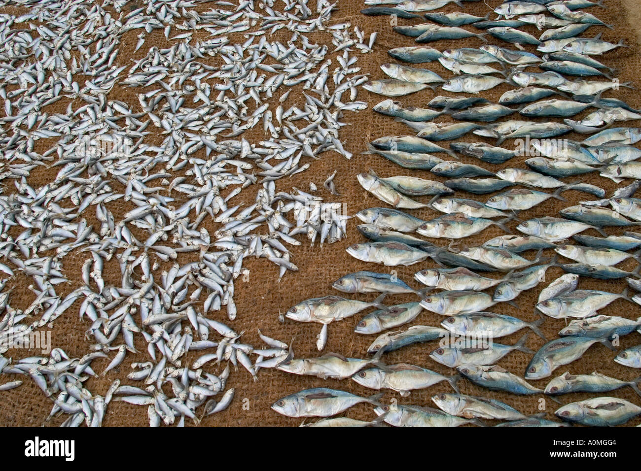 Salted fish laid out to dry. Negombo fish market, Sri Lanka Stock Photo ...