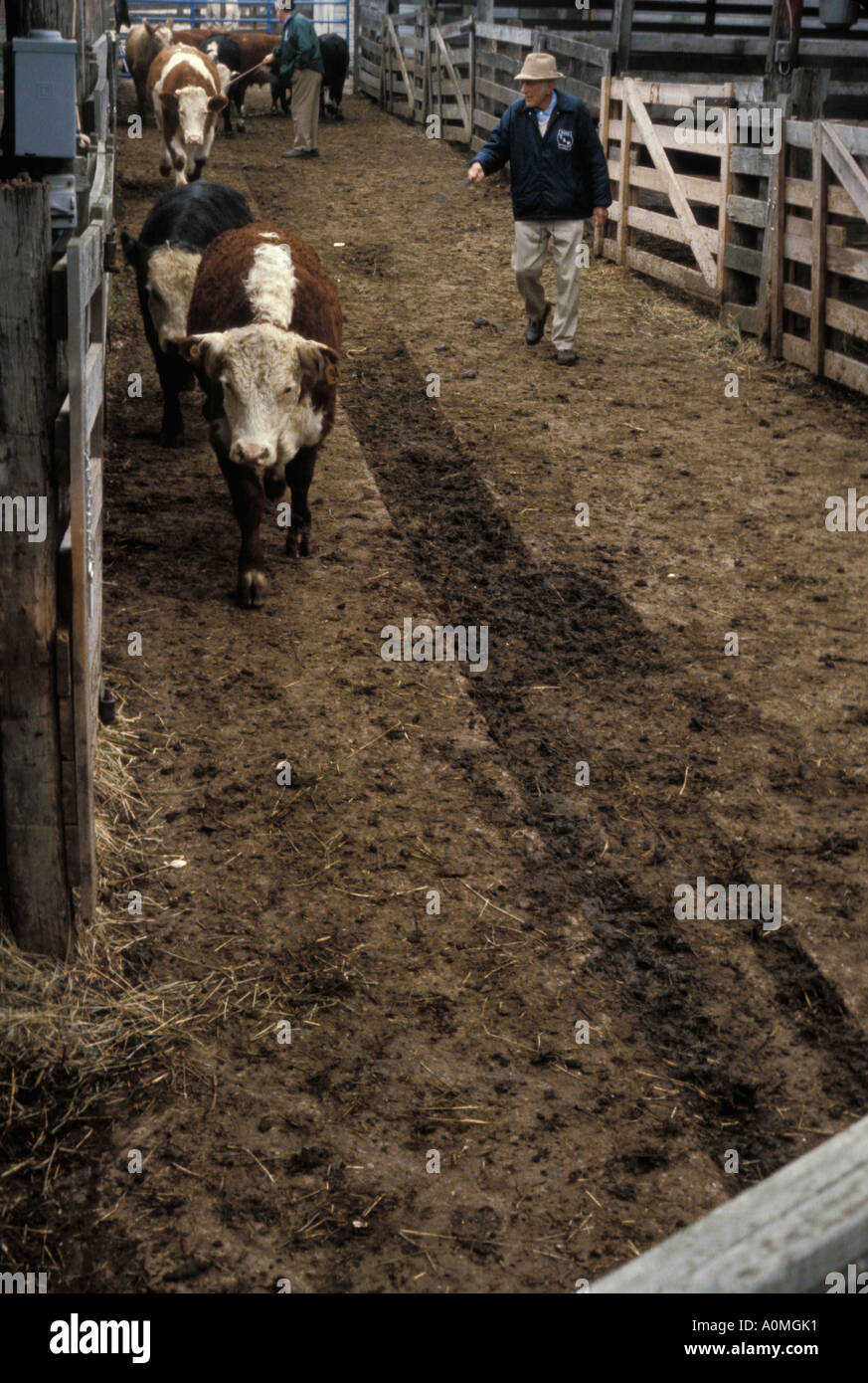 man herds cattle holding pen stall stock yards Lancaster PA ...