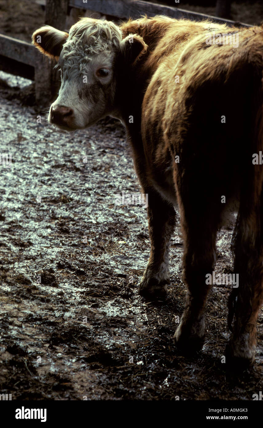Cattle pen earth hi-res stock photography and images - Alamy