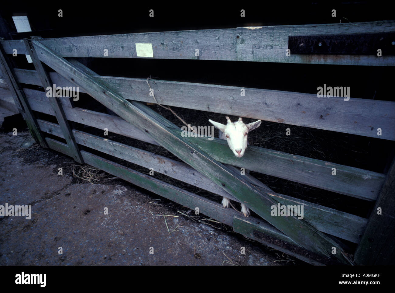 goat looks peeks through fence holding pen stall stock yards Lancaster ...