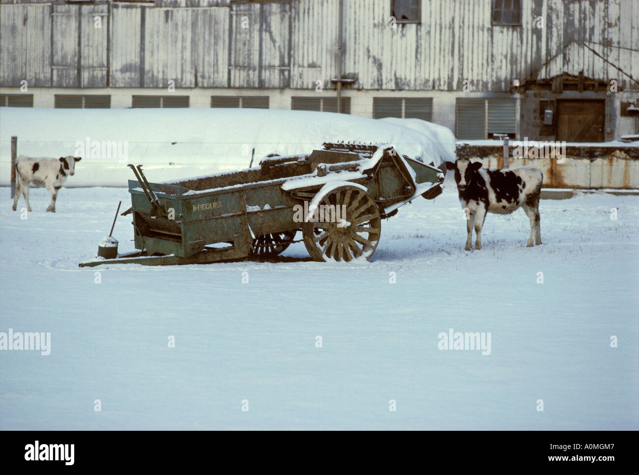 Cattle feeding barn in winter hi-res stock photography and images - Alamy