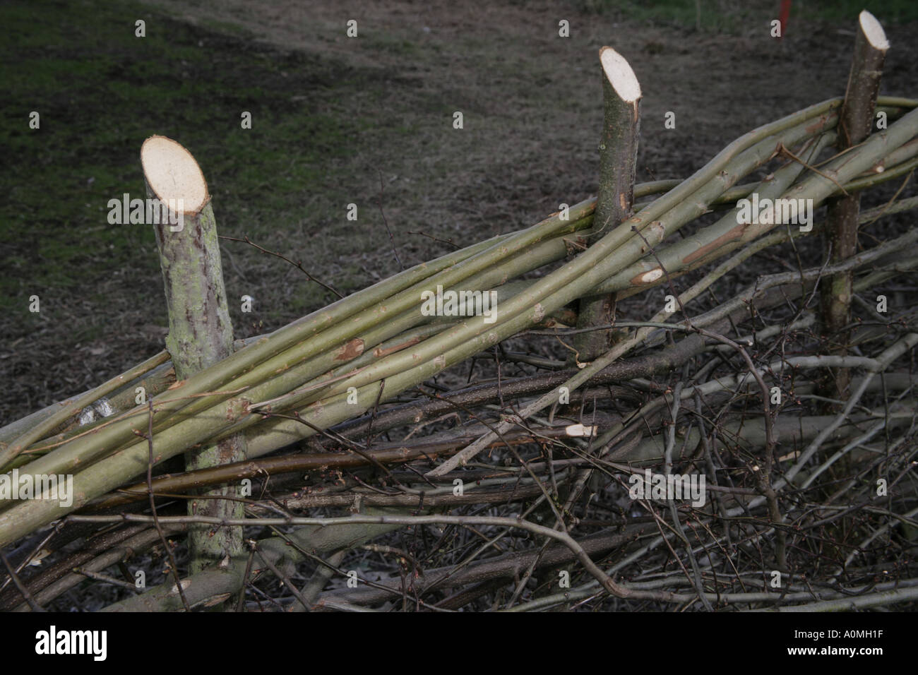 Layered hedging hi-res stock photography and images - Alamy