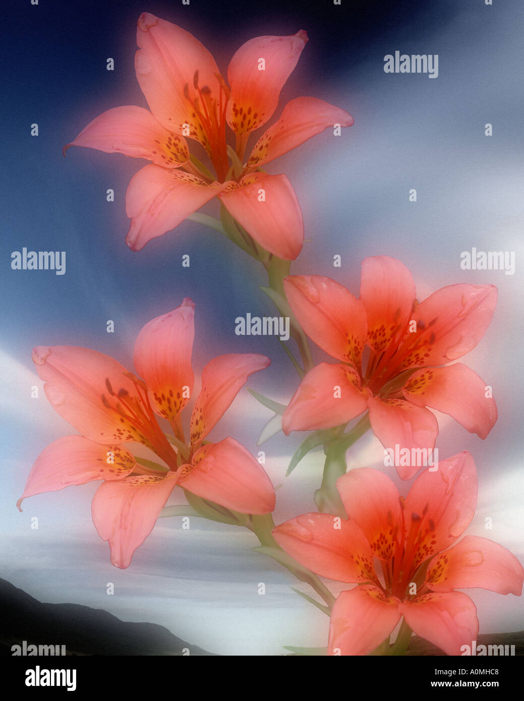 Pink lilies flower closeup hi-res stock photography and images - Alamy
