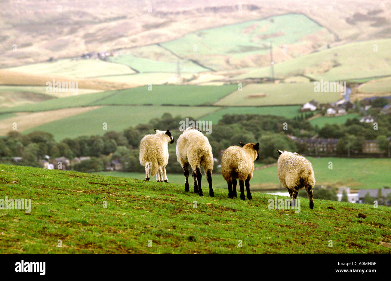 Agriculture Sheep and lambs on Hill Farm Stock Photo - Alamy