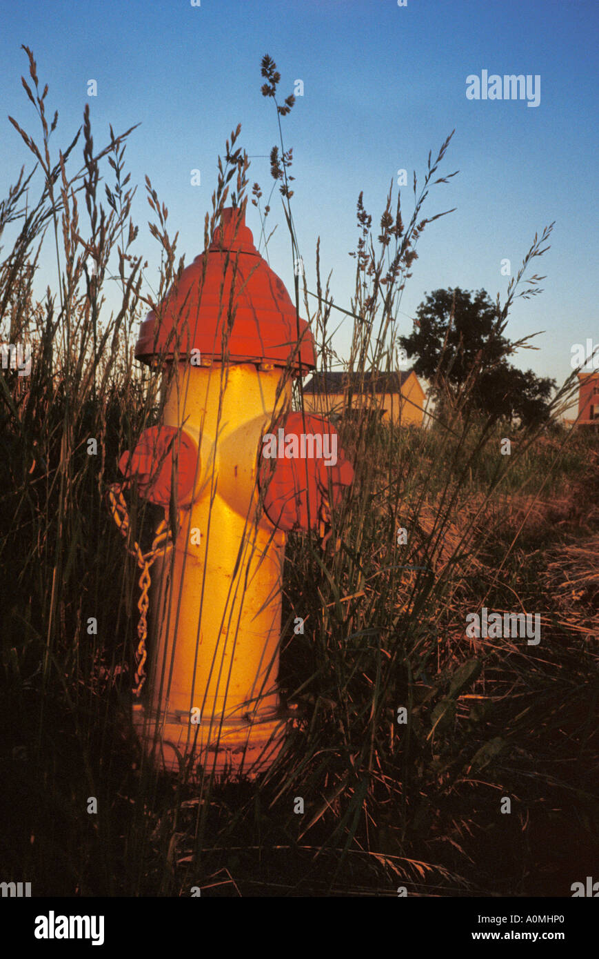 yellow red fire hydrant in weed infested overgrown grass lot copy space ...