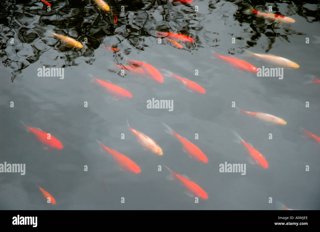 red fishes in a pond Stock Photo - Alamy
