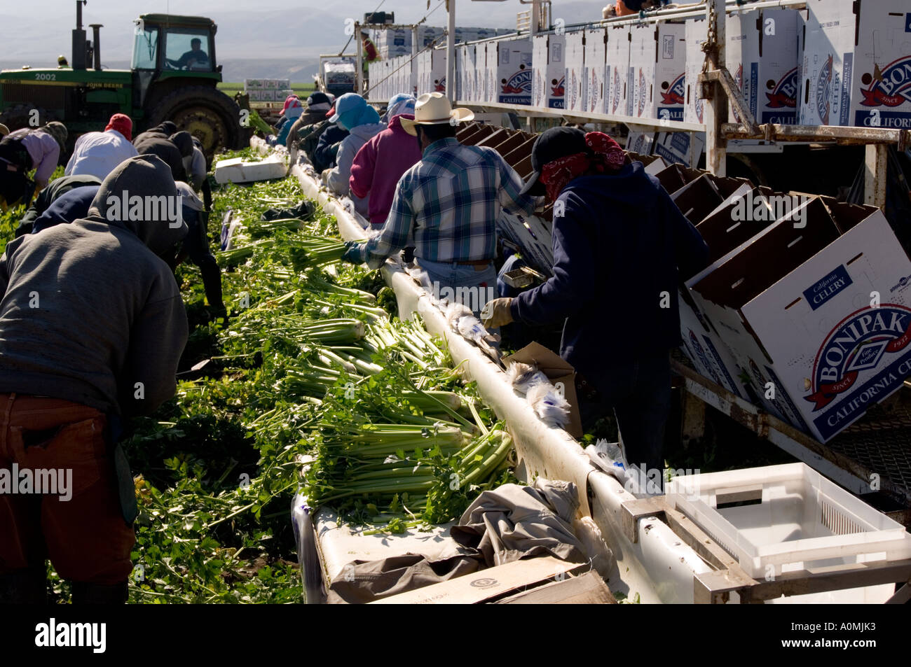 Farm Workers Picking Celery Stock Photo - Alamy