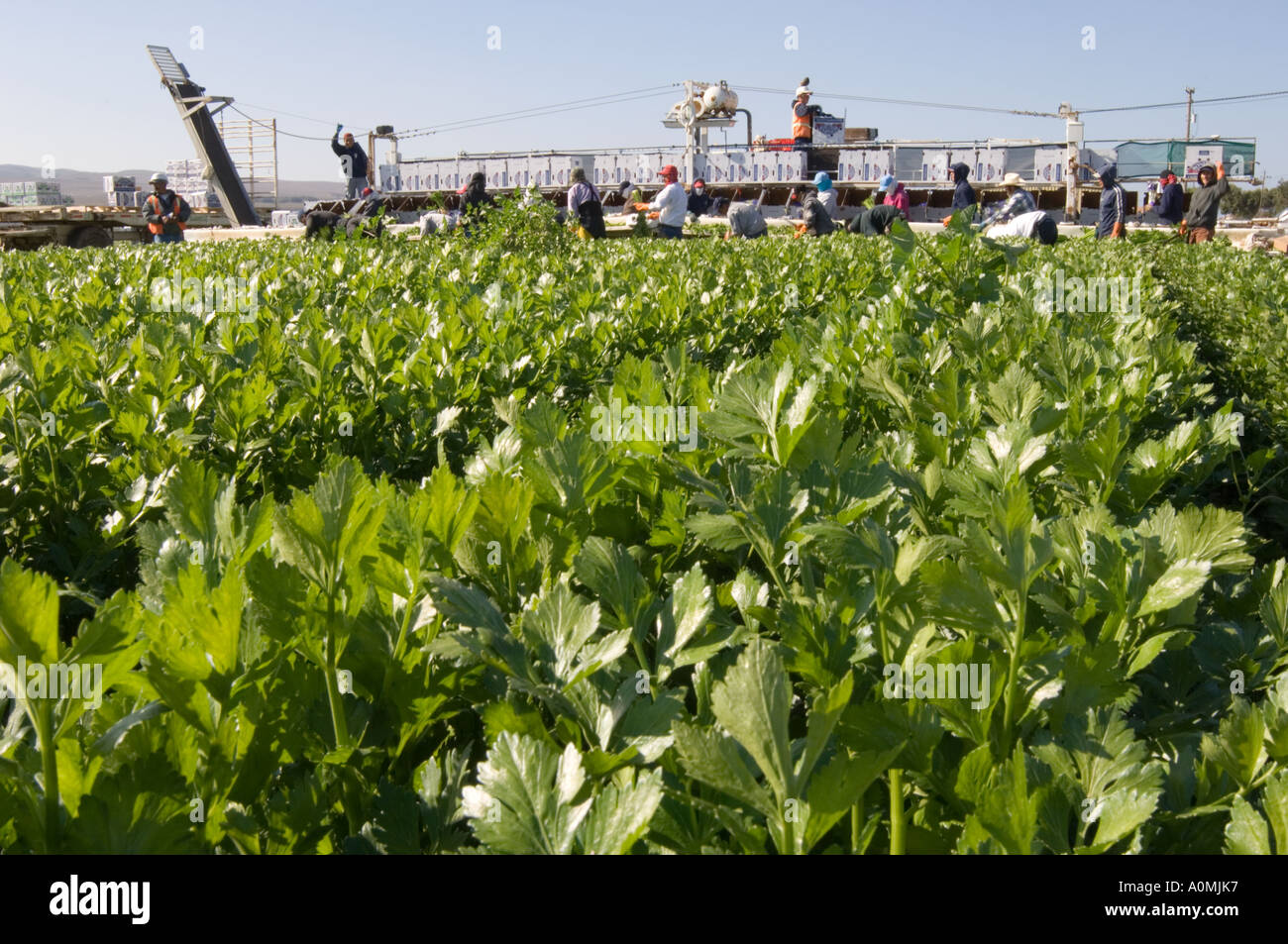 Farm Workers Picking Celery Stock Photo - Alamy