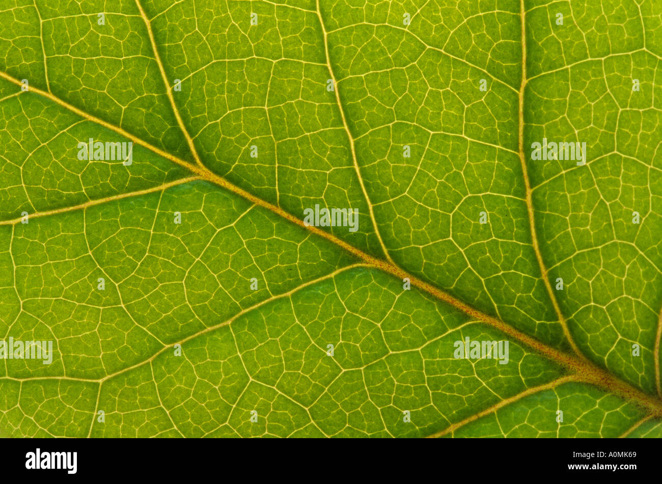 Tulip tree leaf Stock Photo - Alamy