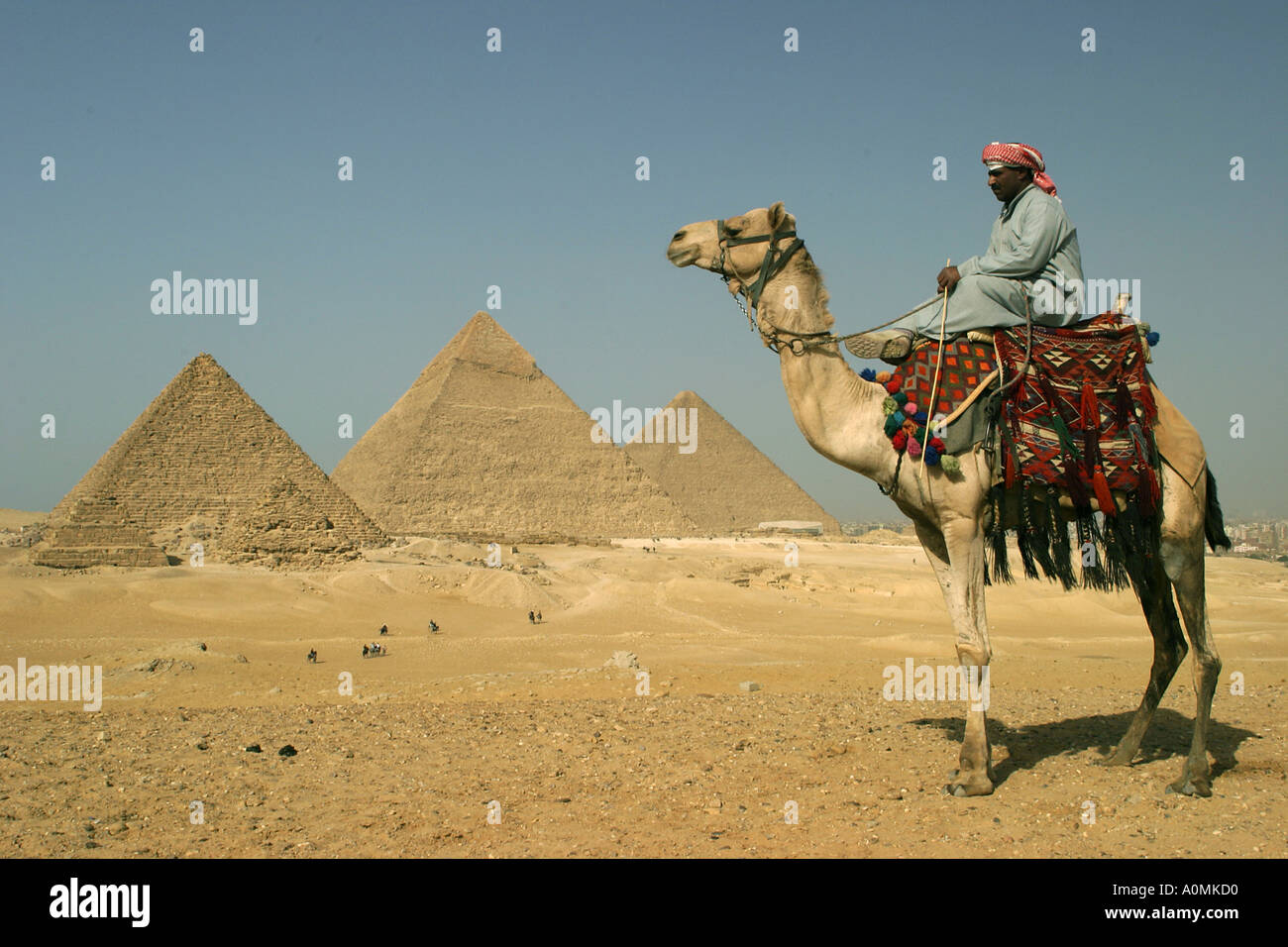 Egypt Cairo Pyramids Camel Stock Photo - Alamy