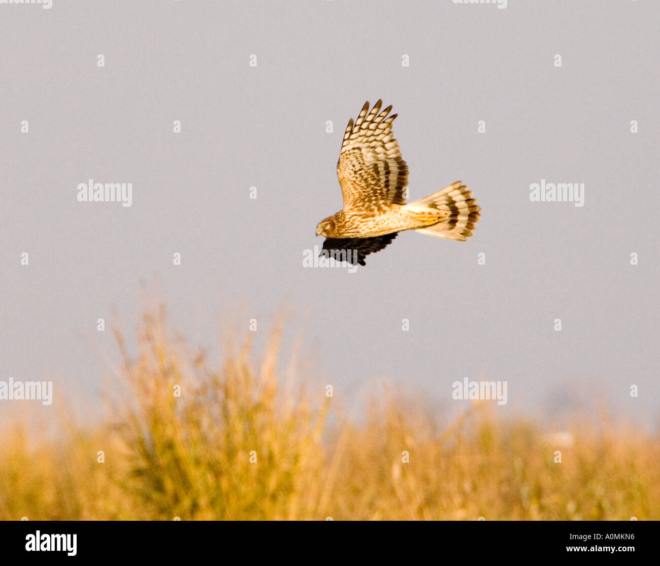 Northern Harrier Hawk Stock Photo - Alamy