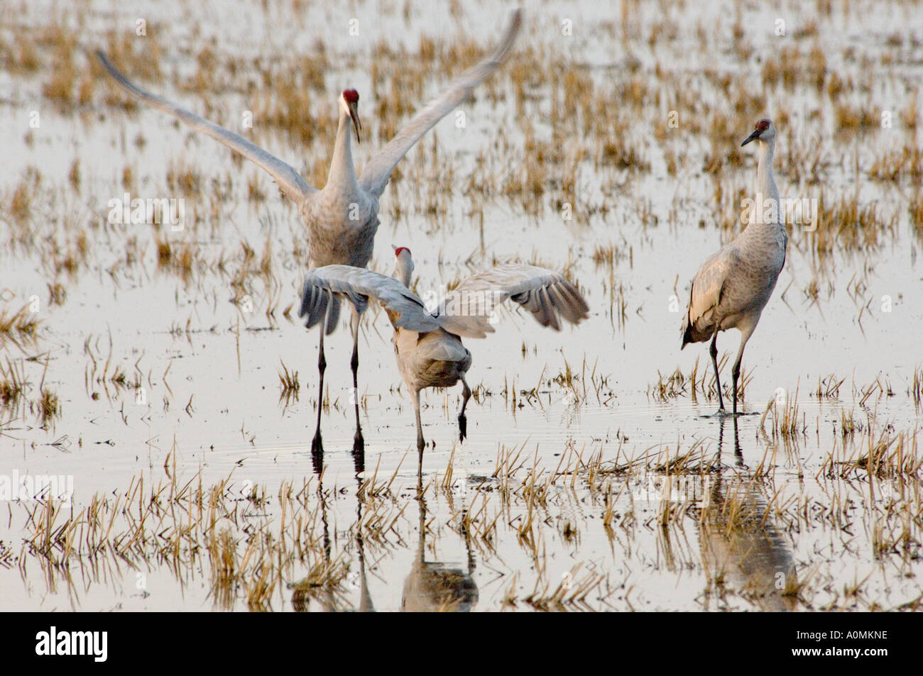 Sandhill Cranes' Mating Dance Stock Photo - Alamy