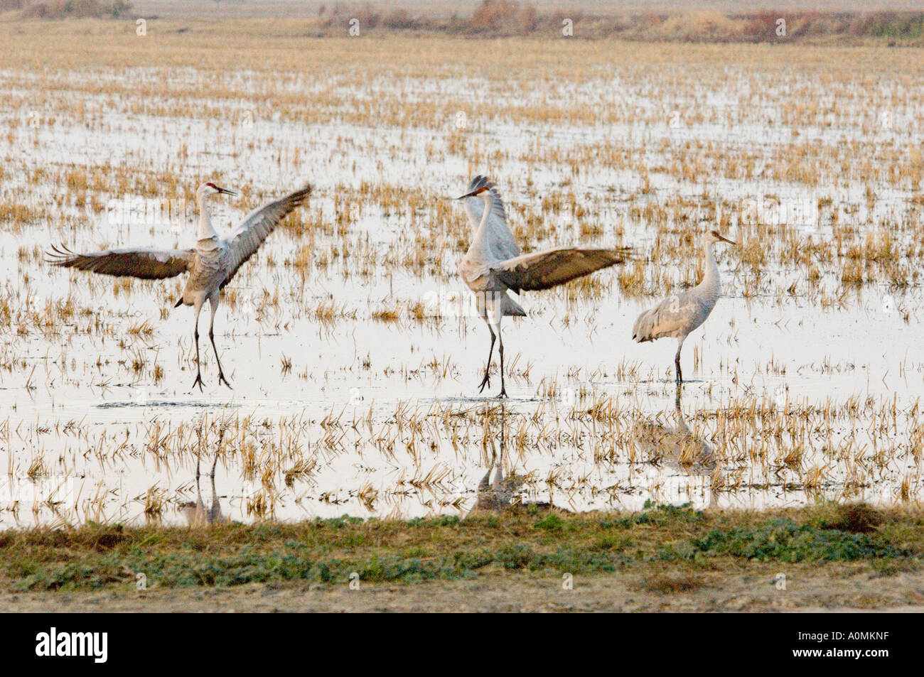 Sandhill Cranes' Mating Dance Stock Photo - Alamy