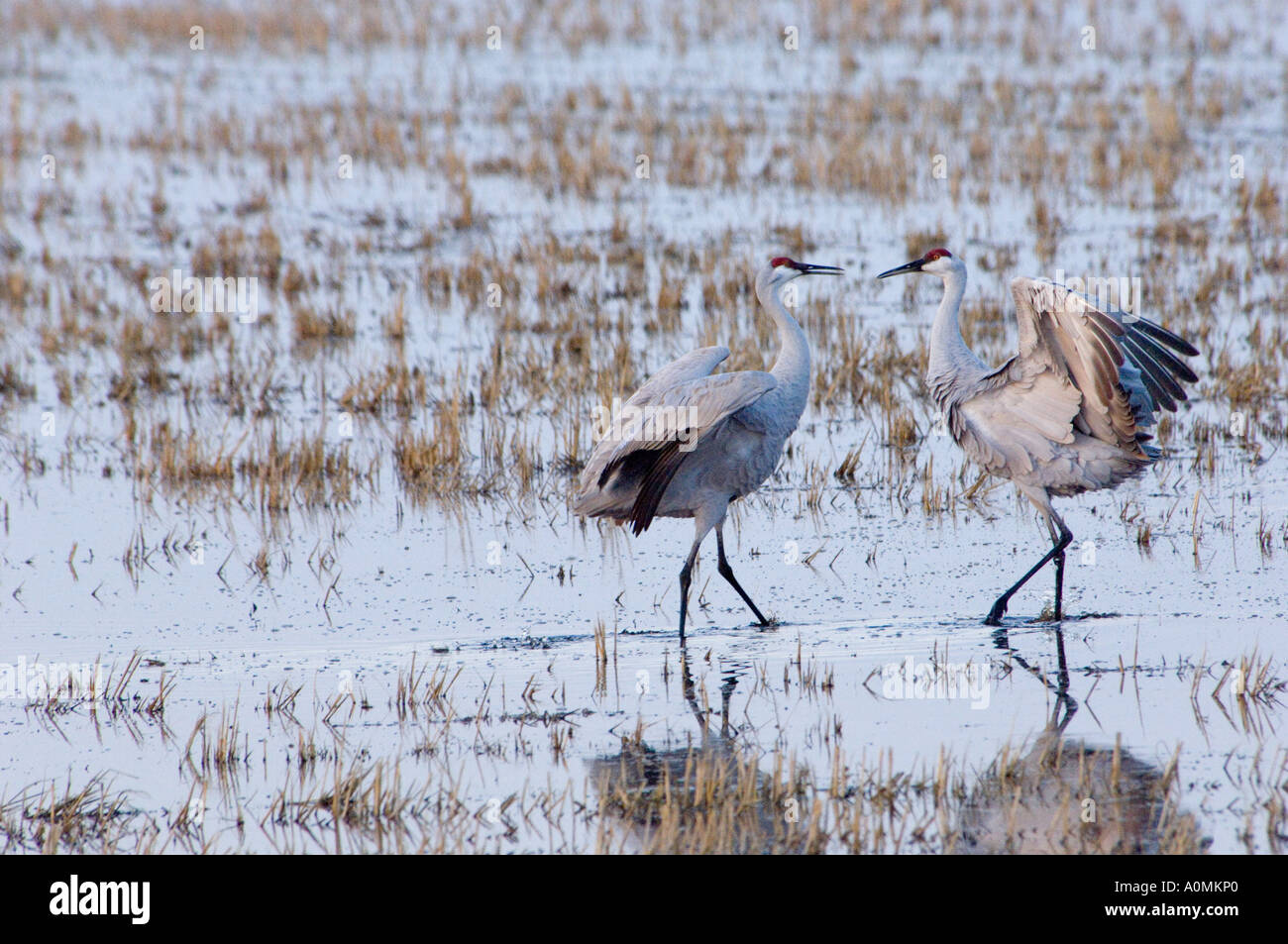 Sandhill Cranes' Mating Dance Stock Photo - Alamy